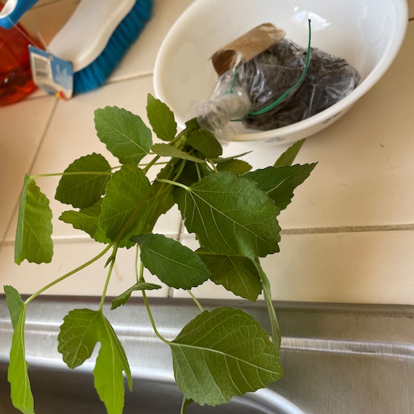 Live Fig Tree - Fignominal Plant - Dwarf Fig Tree - Ficus Carica - 4-6 ...