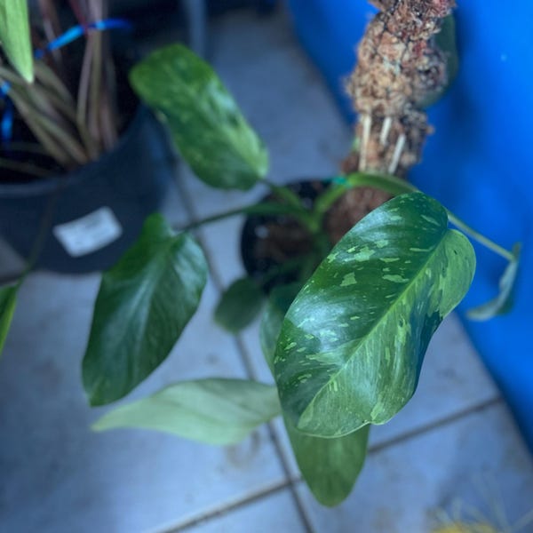 Syngonium Albo Cutting - Etsy