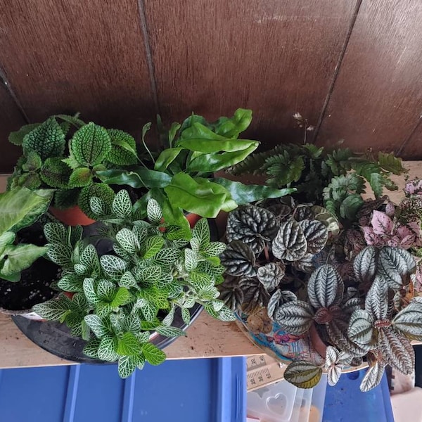 Houseplant Variety Pack (4 Plants) (4" Pots)*easy Care *assorted ...