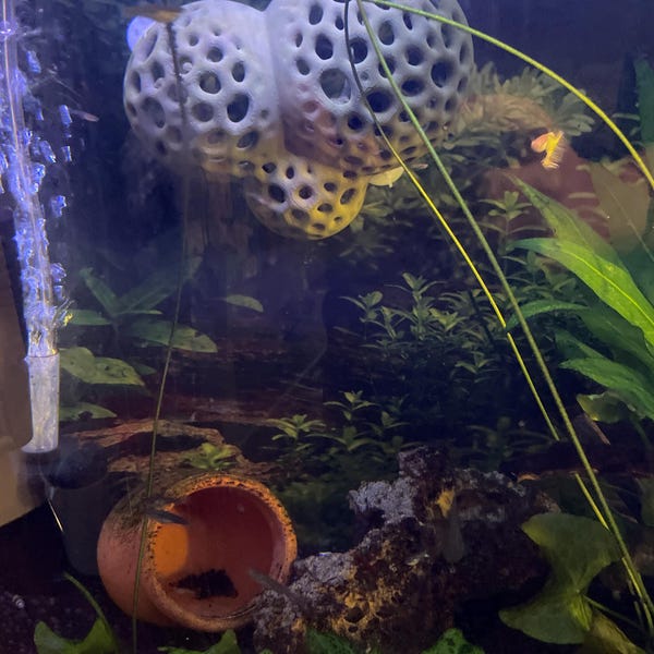 Shrimp Hide and Aquarium Decoration With Internal Structure - Etsy