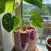 Set of 3 Snakes, Bookcase Snake, Planter Snake, Table Top Snake 3 ...