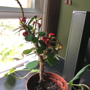 Dwarf Crown of Thorns Red Form euphorbia Milii Imperatae - Etsy
