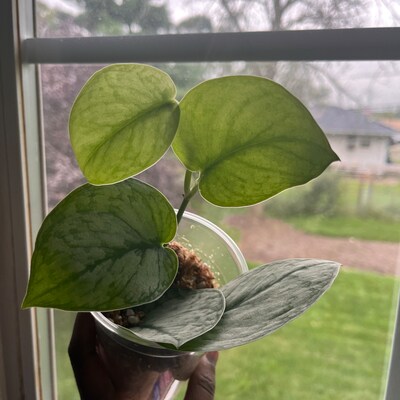 Philodendron Brandtianum Aff wild Form - Etsy