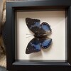 Blue Charax Real Framed Butterfly Shadowbox Display - Etsy