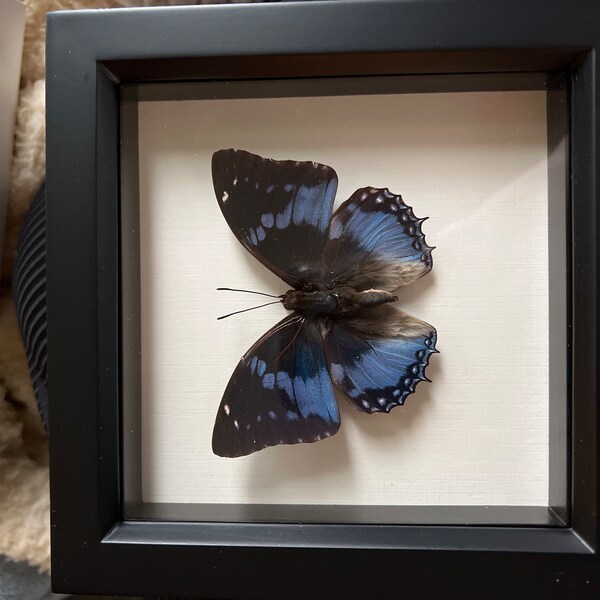 Blue Charax Real Framed Butterfly Shadowbox Display 6x6 - Etsy