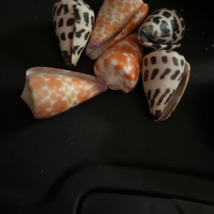 Fulgoraria Rupestris Volute Voluta Shell 4-1/2 - Etsy