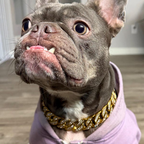 Engraved Name Dog Collar | Cuban Chain Link Collar | 23mm Designer Dog ...