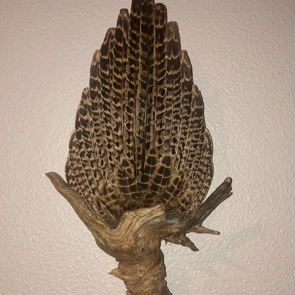 Taxidermy Bird Wings, Real Bird Wing, Chicken Wing, Partial Wing, 8 X 2 ...