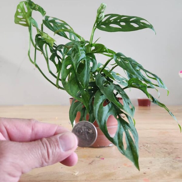 Scindapsus Pictus Platinum Java - 6" From Myplants - Etsy