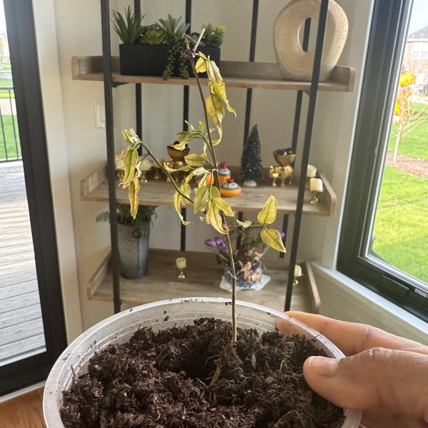 Starter Podocarpus Macrophyllus Maki Tree Outdoor Plant Landscape Live ...