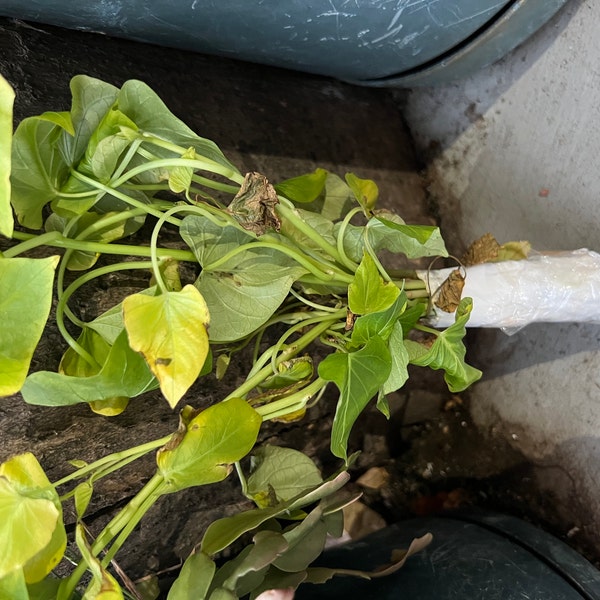 Knitting Pattern, DIY, Lighthouse Illusion Beanie Knitting Pattern ...