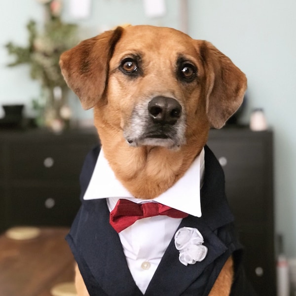 Sleeveless Dog Tuxedo, Black White Shirt Dog Tuxedo, Dog Wedding Attire ...
