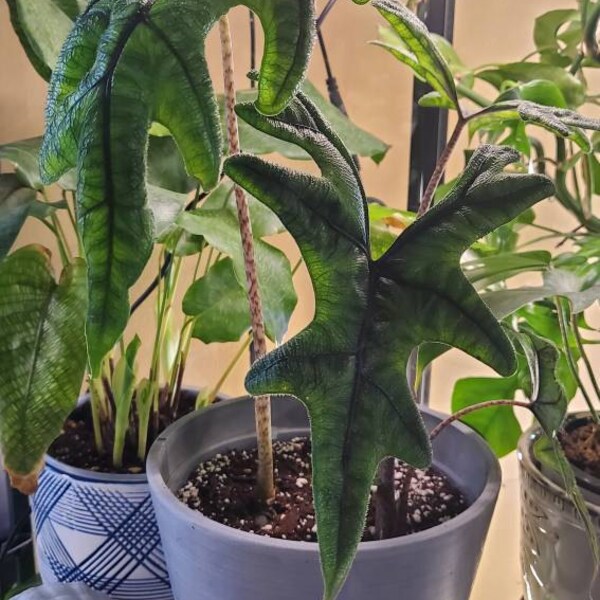 Alocasia Jacklyn, 4" Plant - Etsy