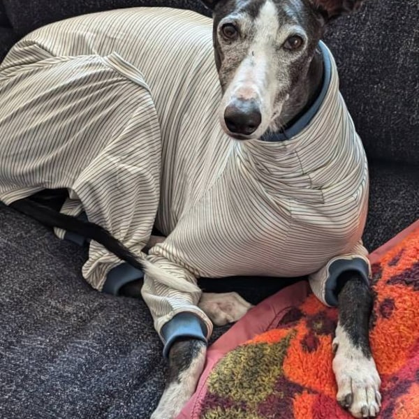 Italian Greyhound, Whippet , Greyhound Jumpsuit | Super Warm Whippet ...
