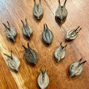 Master Root Oil A Hoodoo Traditional Oil for Mastery Over - Etsy