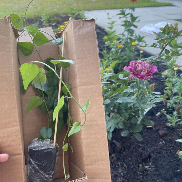 Pitiona, Oaxaca Lemon Verbena, Juanilama, Lippia Alba, 1 Live Plant 2.5 ...