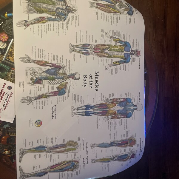 Autonomic Spinal Centers Nervous System Poster Chiropractic 12 X 24 ...