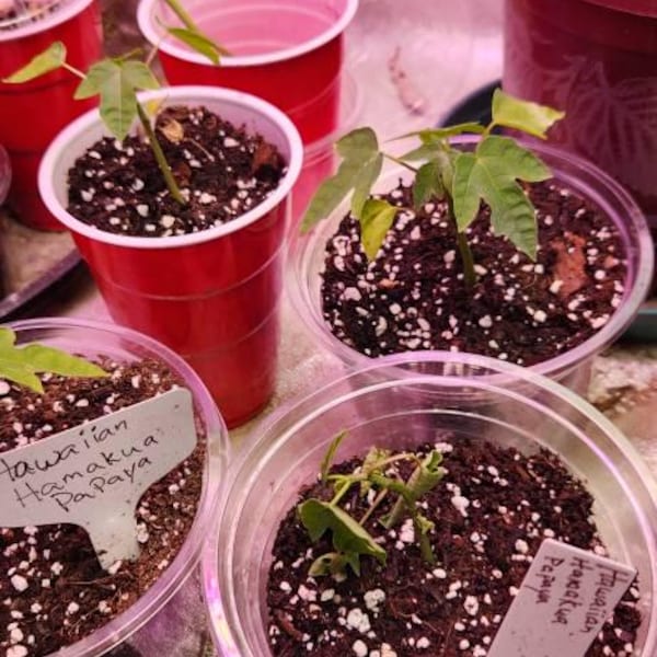 Hawaiian Papaya Seeds Hamakua Giants. 20 Seeds - Etsy