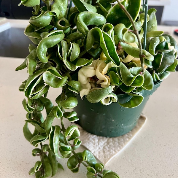 The 6 Inch Pot - Variegated Hoya Compacta Aka Hoya Hindu Rope in ...