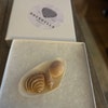 RARE Pawleys Island Shells Seashell Imperial chunky Venus Clam 1 Piece ...