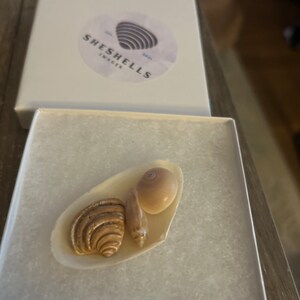 RARE Pawleys Island Shells Seashell Imperial chunky Venus Clam 1 Piece ...