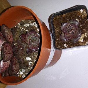 Echeveria Orpet 3.5 Inch Rare Succulent Plants - Etsy