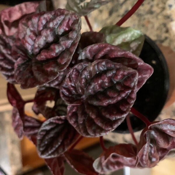 Red Ripple Peperomia - Caperata- 4in Pot - Tropical Indoor Houseplant ...