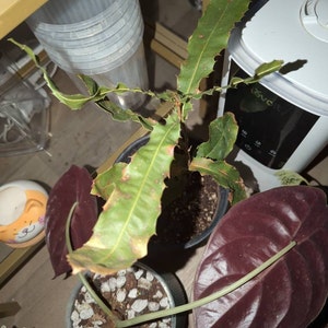 3-4 Feet Tall 'sweet Treat' Pluerry Semi-dwarf, Bare-root Fruit Tree ...