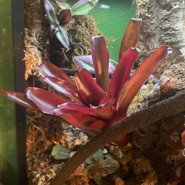 Neoregelia Fireball - Etsy