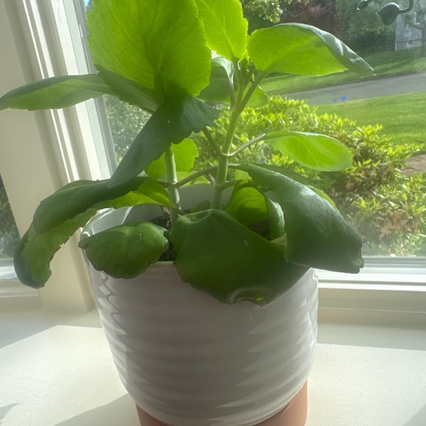 Stunning Orisha Olosa Tools (ananagu Olokun Olosa Iroko Dada Ocha Ifa ...