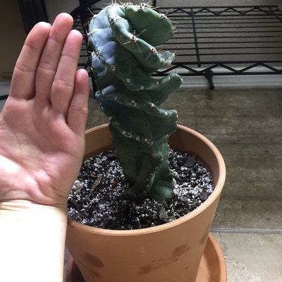 Twisted Cactus Large Rare 9 Long Tie Twisted Unique - Etsy