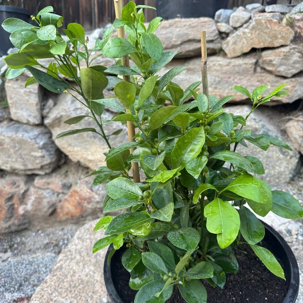 Buddha's Hand Lemon Grafted Plant Fingered Citron Fruit Tree Tropical ...