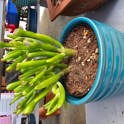 Crassula Ovata-gollum Jade Succulent, ogre Ears, shrek Plant, Ets ...