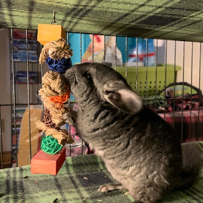 7 Hanging Chinchilla Chew Toy W/braided Sea Grass Pine - Etsy