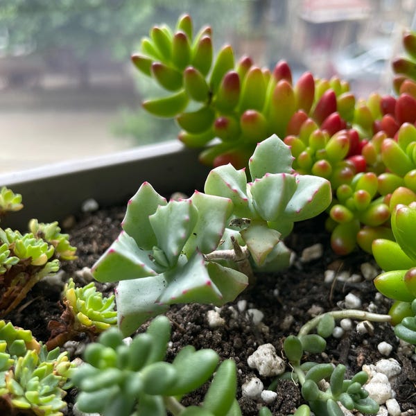 Red Lampranthus - Ice Plants - Drought Tolerant - Coastal Hardy ...