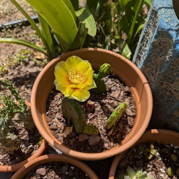 Electric Neon Pink Glitter Cardstock Paper,90lb Cardstock Paper ...