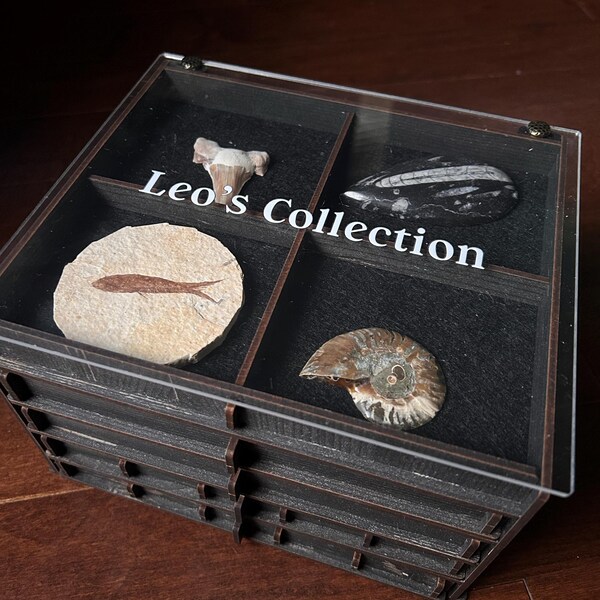 Personalized 4-tier Collection Box, Coin, Crystal, Sea Shell, Mineral ...