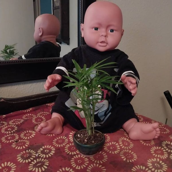 Bamboo Palm, Palma Areca, Reed Palm Clustered Parlor Palm, Cane Palm ...