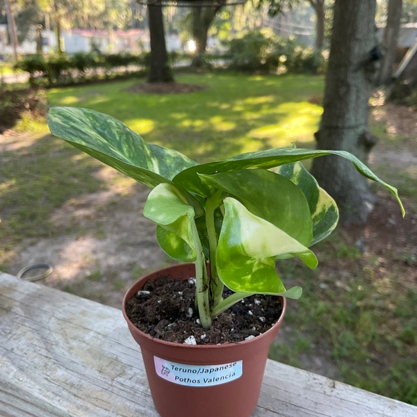 Pothos Valencia: Teruno Japanese Pothos - Tropical Starter Plant - Etsy