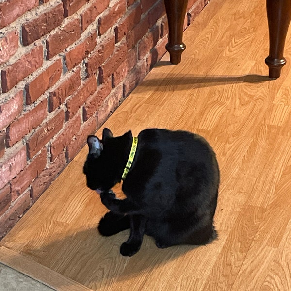 Crime Scene Halloween Breakaway Cat Collar - Etsy