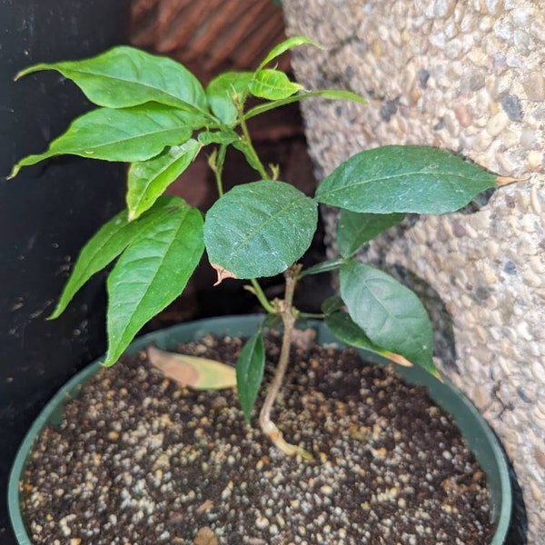 Veralu Ceylon Olive Tree Seedling elaeocarpus Serratus - Etsy