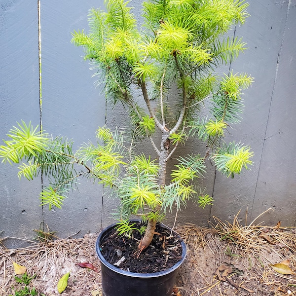 Western Larch Tree in Small Nursery Pot. Larix Occidentalis. Western ...