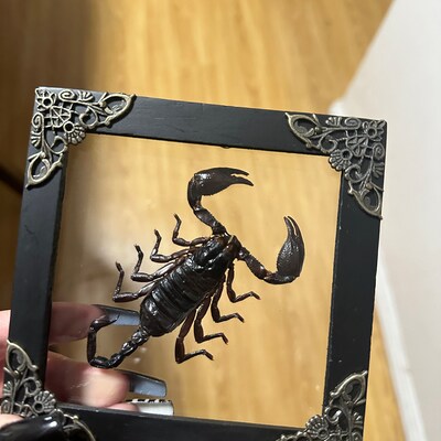 Real Framed Butterfly Handmade Shadow Box Insect Frame Taxidermy ...