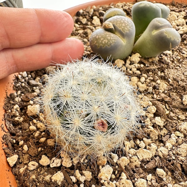 Powder Puff Cactus, Potted Cactus Plant, Mammillaria Bocasana, in 2 ...