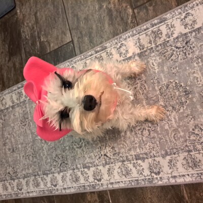 Pet Neck Scarf Dog Neck Warmer Puppy Scarf Winter Dog Scarf - Etsy