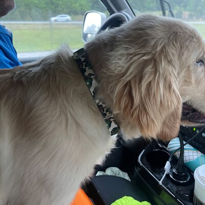 DIY Half Check Chain Martingale Tutorial Instructions - Etsy