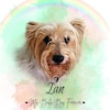 Sea Captain Dog Portrait Naval Officer Pet Portrait Custom - Etsy