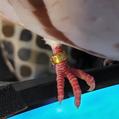 25 Closed Bird Leg Bands Aluminum Custom Laser Engraved in - Etsy