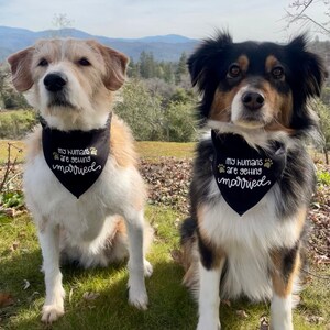 BABY ANNOUNCEMENT SET Matching Dog and Baby Set Baby | Etsy