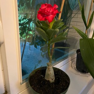 Single Bloom Desert Rose Succulent Live Plant, 5 Pot, Pink - Etsy